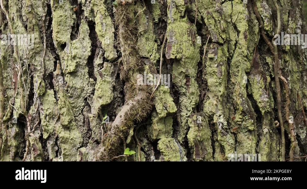 Pin tree Stock Videos & Footage - HD and 4K Video Clips - Alamy