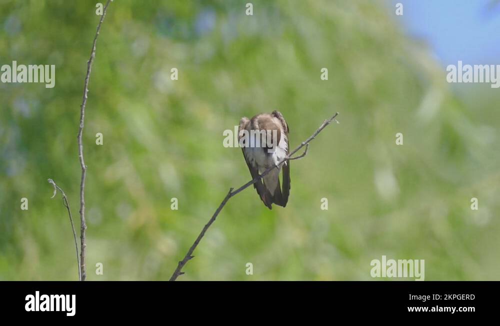 Western Wood Pewee Bird Real Time 60p Stock Video Footage - Alamy