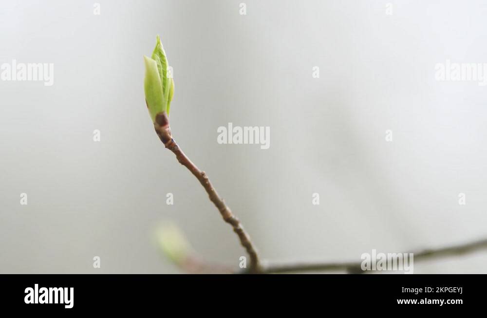 Eco bud Stock Videos & Footage - HD and 4K Video Clips - Alamy