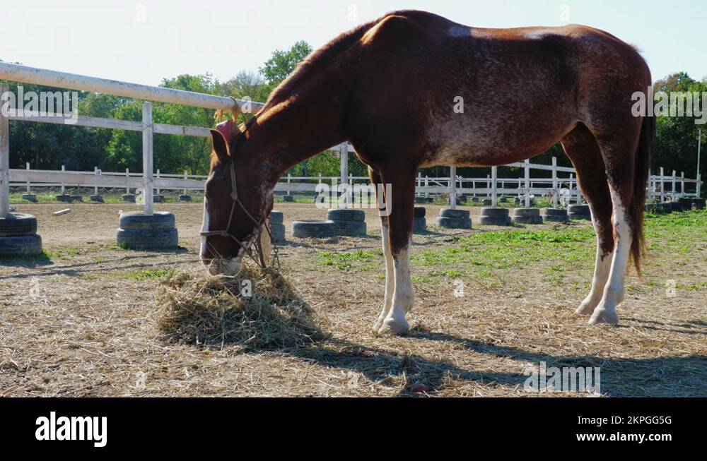 Equine forage Stock Videos & Footage - HD and 4K Video Clips - Alamy
