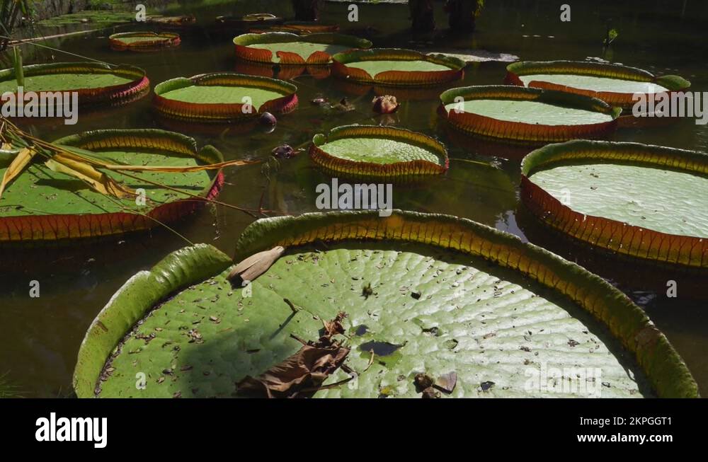 Giant waterlily Stock Videos & Footage - HD and 4K Video Clips - Alamy