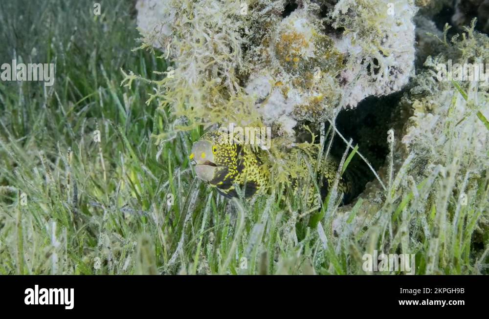 Close-up of Moray eel peeking out of a burrow in a coral reef covered ...