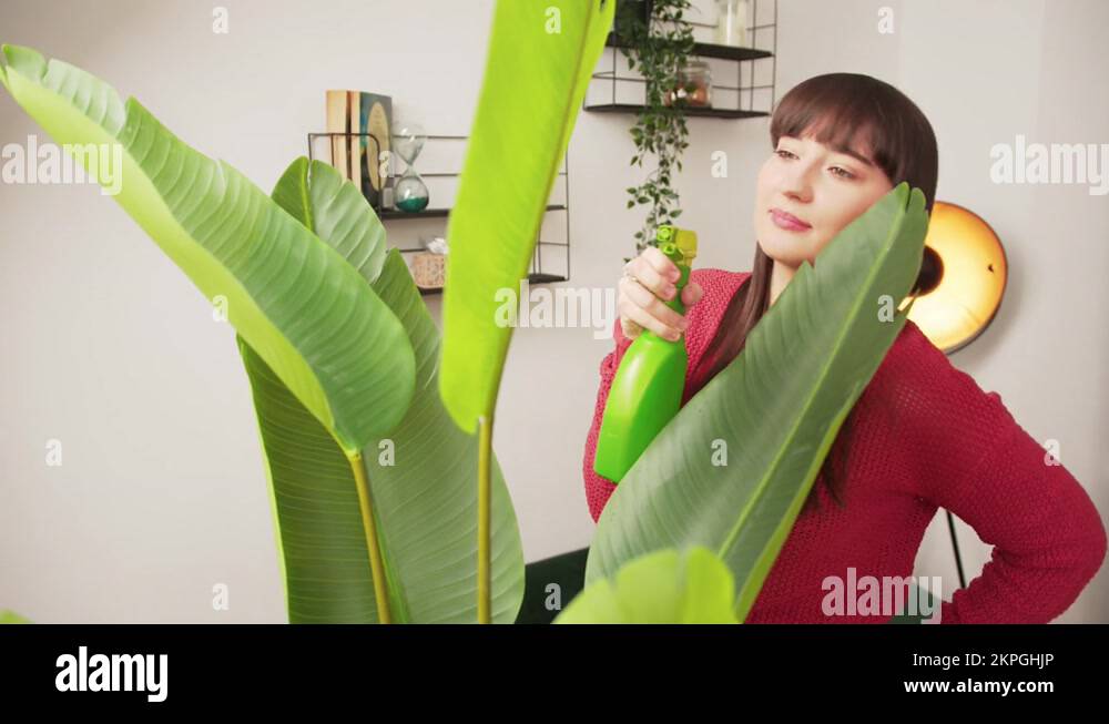 Housekeeping care Stock Videos & Footage - HD and 4K Video Clips - Alamy