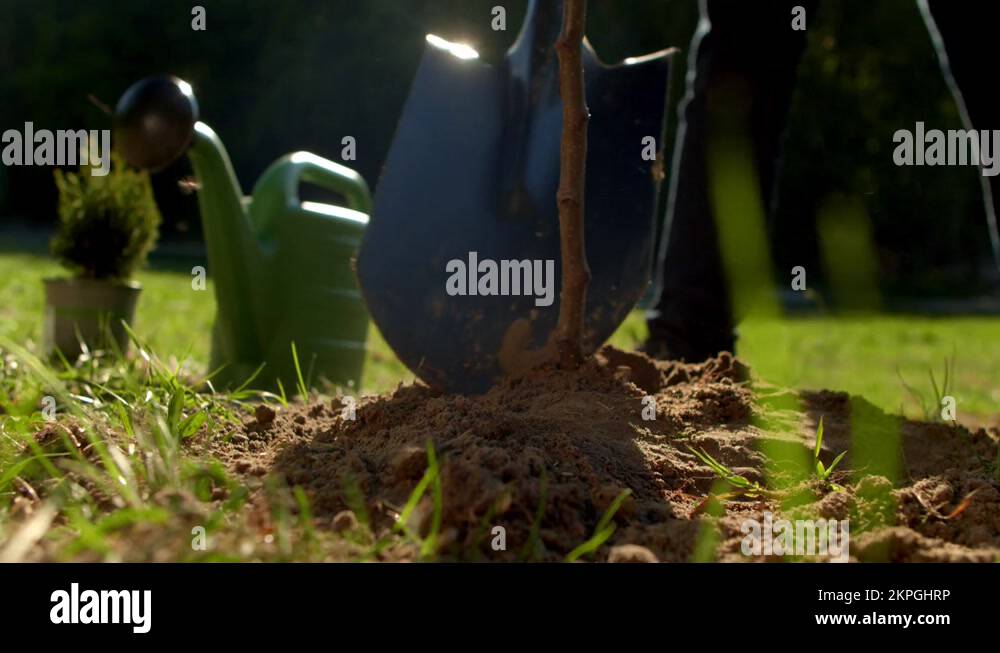 Community planting a tree Stock Videos & Footage - HD and 4K Video ...