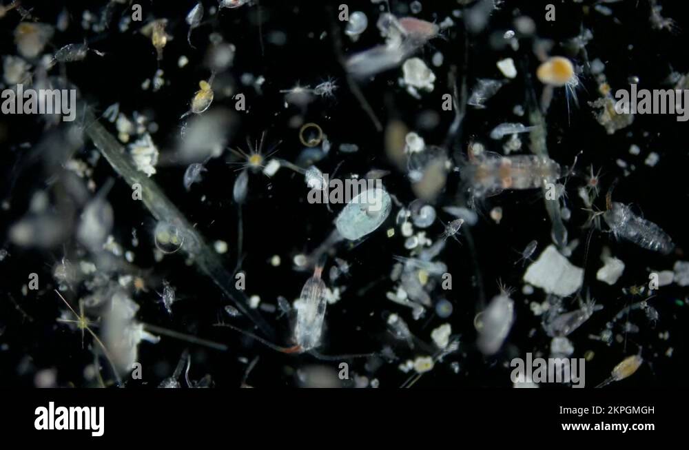 Plankton ocean microscope Stock Videos & Footage - HD and 4K Video ...