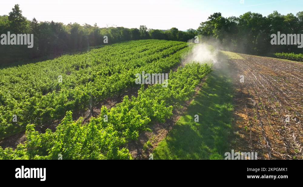 Insects orchard Stock Videos & Footage - HD and 4K Video Clips - Alamy