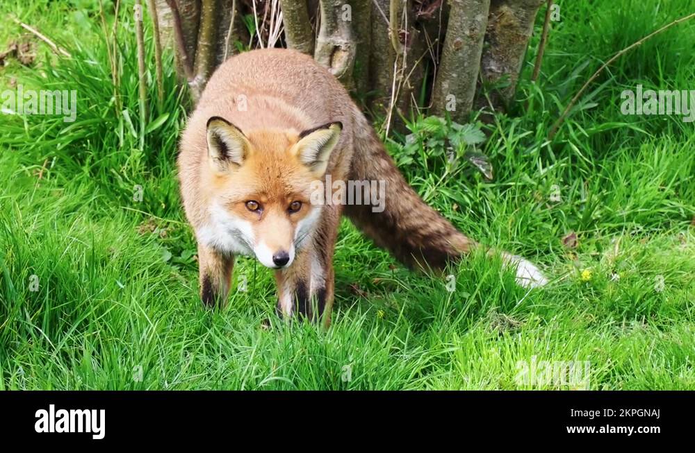 Red fox vulpes vulpes british wildlife Stock Videos & Footage - HD and 4K Video Clips - Alamy