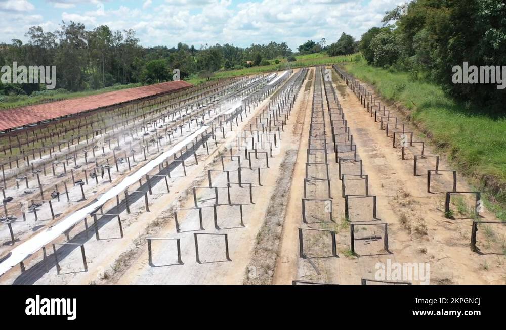 Cassava Starch Stock Videos And Footage Hd And 4k Video Clips Alamy