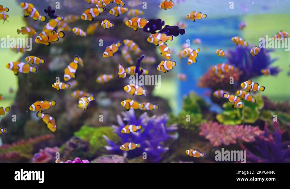 Amphiprion Ocellaris Clownfish in fish tank, clown anemonefish Stock ...