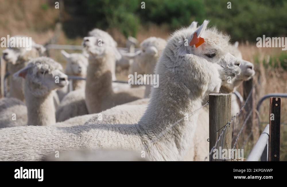 Alpaca in fence Stock Videos & Footage - HD and 4K Video Clips - Alamy
