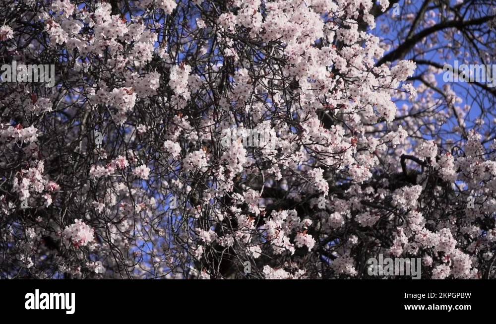 White weeping cherry tree Stock Videos & Footage - HD and 4K Video ...