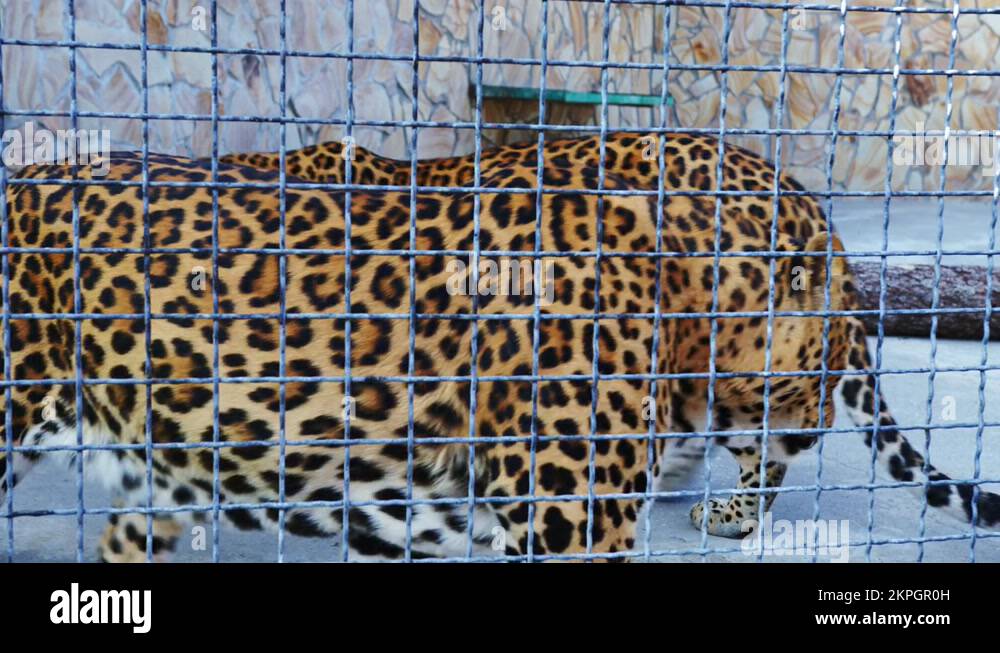 Spotted coat pattern Stock Videos & Footage - HD and 4K Video Clips - Alamy