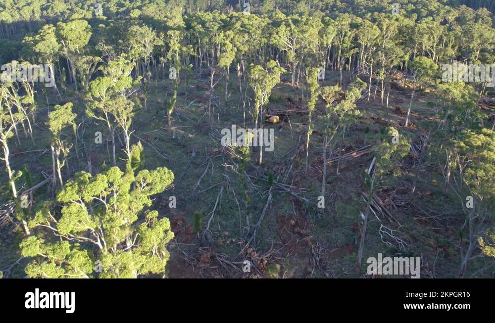 Logging activities Stock Videos & Footage - HD and 4K Video Clips - Alamy