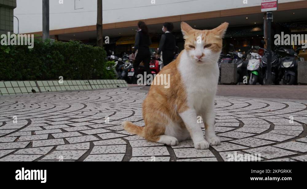March cat Stock Videos & Footage - HD and 4K Video Clips - Alamy