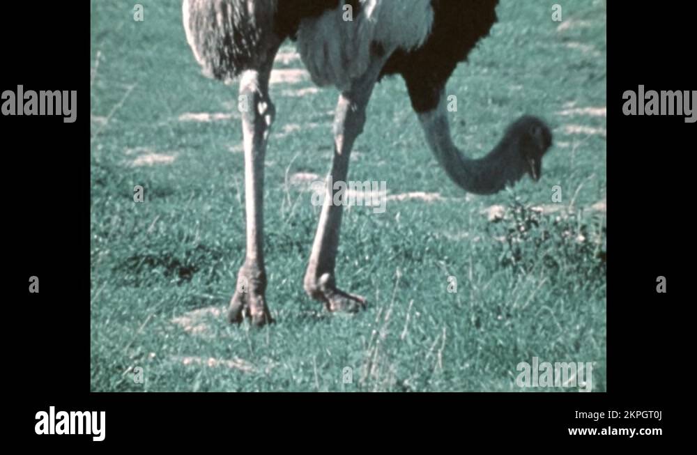 1980s: ostrich pecks at ground for food. Ostrich walks across pebbles ...