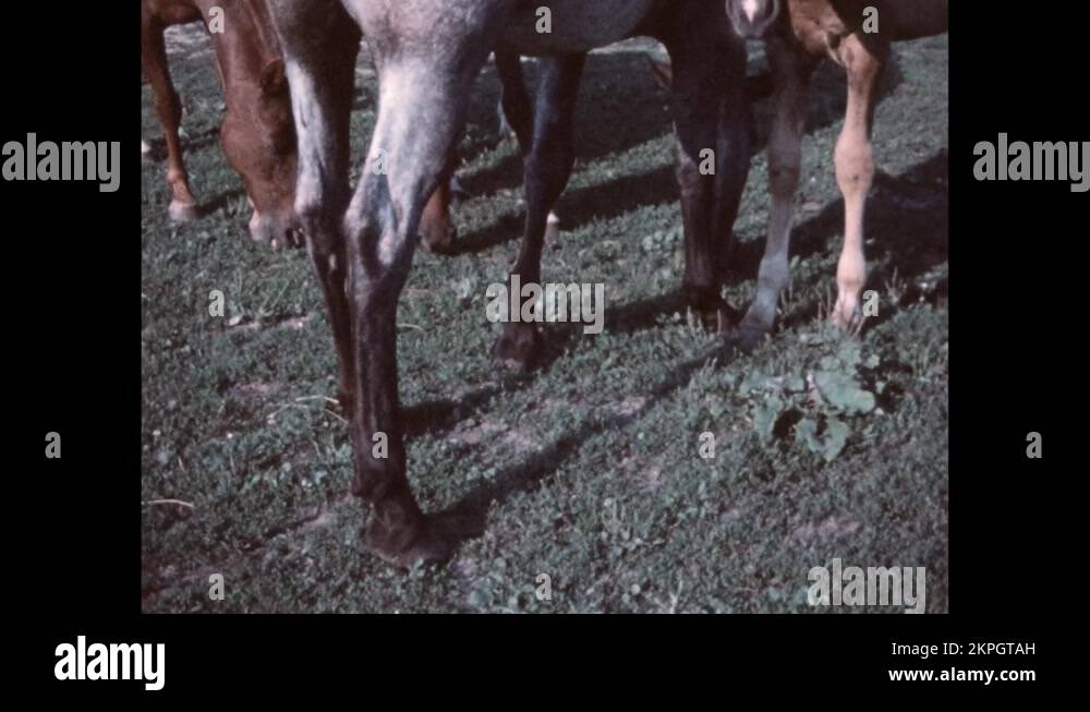 Horse label Stock Videos & Footage - HD and 4K Video Clips - Alamy