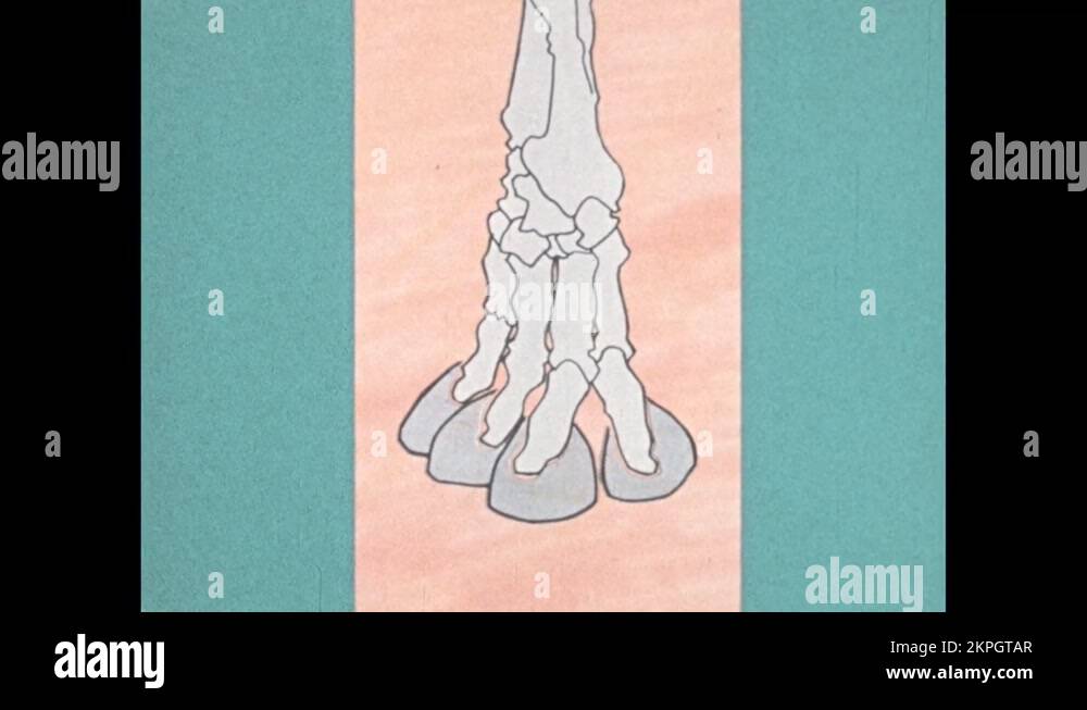 Skeleton foot anatomical illustration Stock Videos & Footage - HD and ...