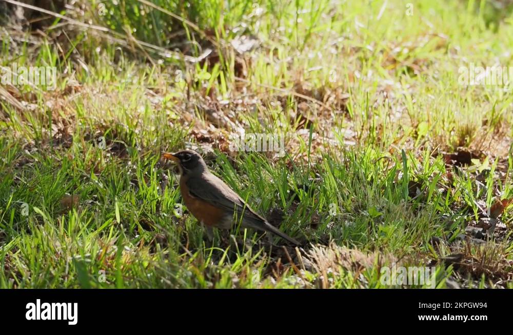 Ground robin Stock Videos & Footage - HD and 4K Video Clips - Alamy