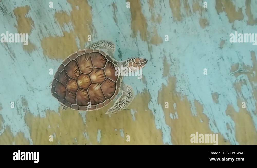 Green sea turtles swim in sea water pond, wildlife reserve, top view ...