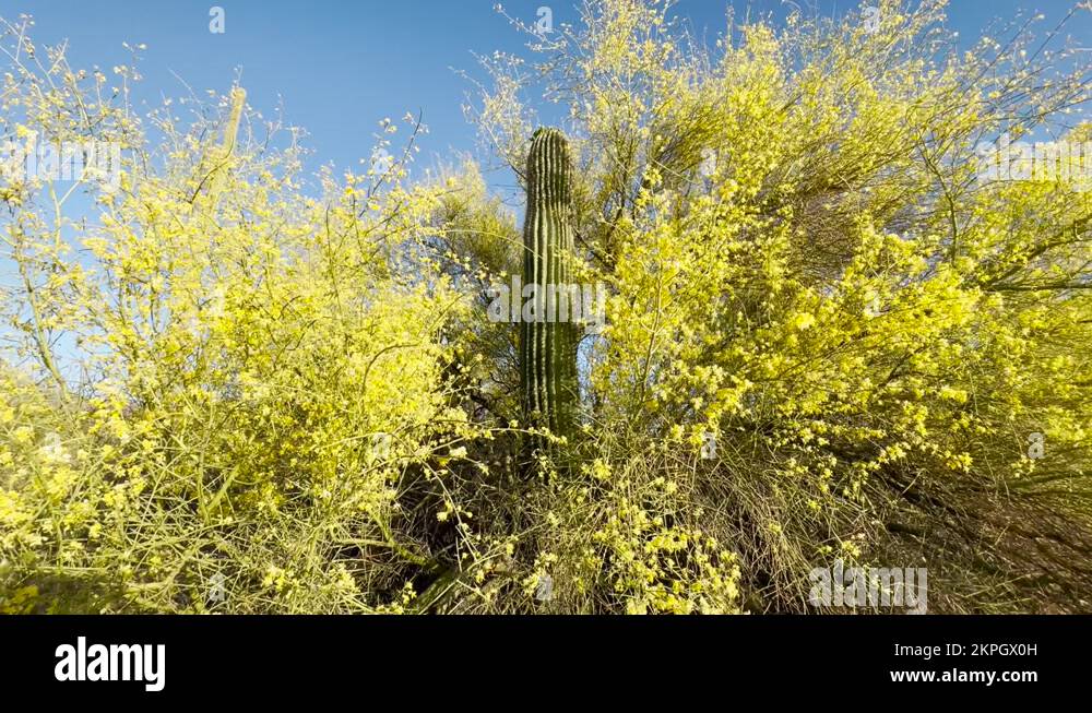 Blue palo verde bloom Stock Videos & Footage - HD and 4K Video Clips ...