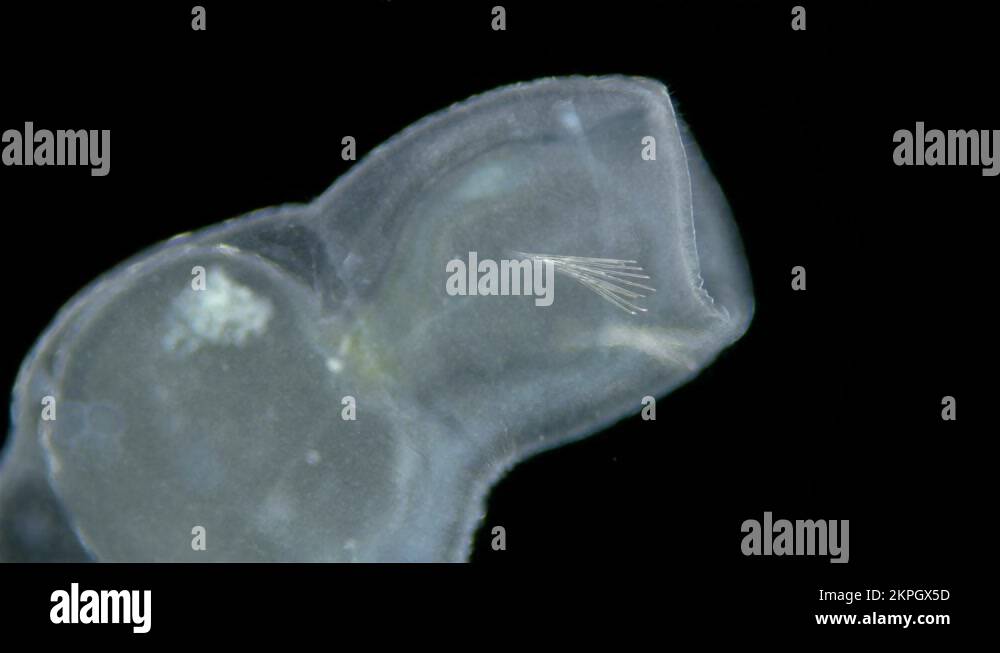 Tubificina Stock Videos & Footage - HD and 4K Video Clips - Alamy