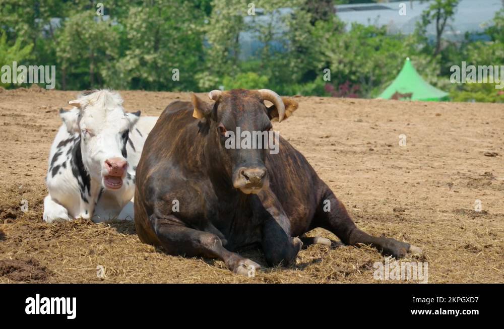 Dairy breed bull Stock Videos & Footage - HD and 4K Video Clips - Alamy