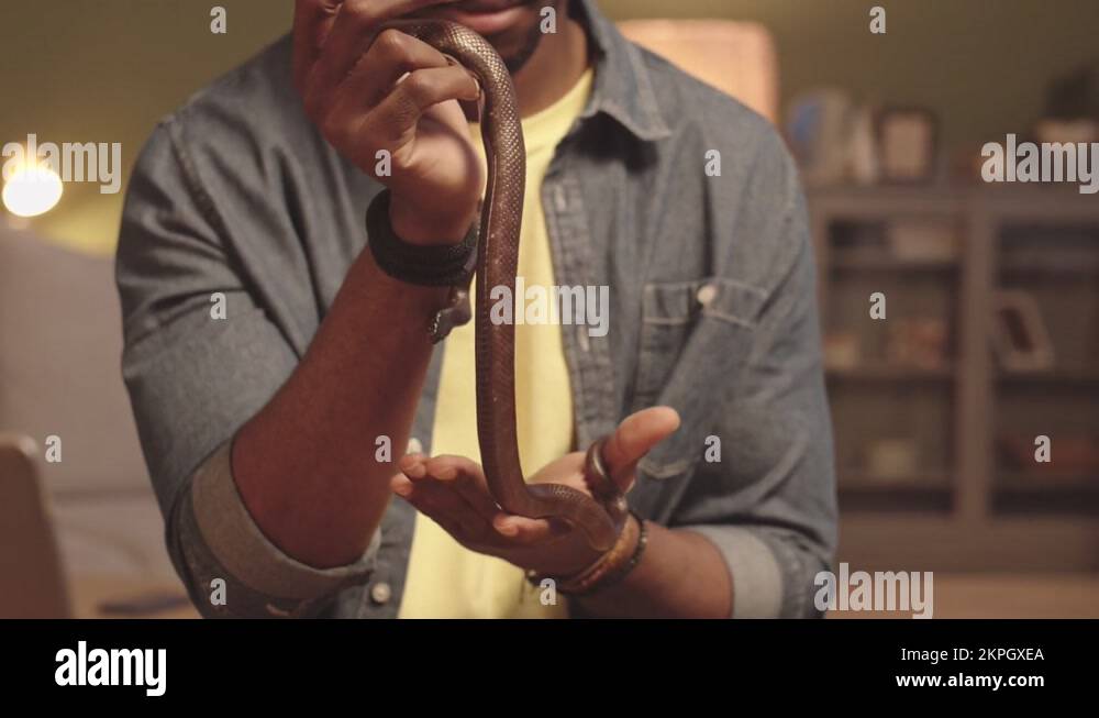 Twisting snake Stock Videos & Footage - HD and 4K Video Clips - Alamy