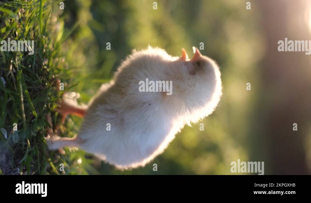 Vertical broiler Stock Videos & Footage - HD and 4K Video Clips - Alamy