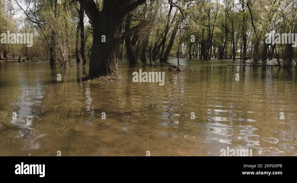 Flooded forest with spring overflow river water. Springtime season and ...