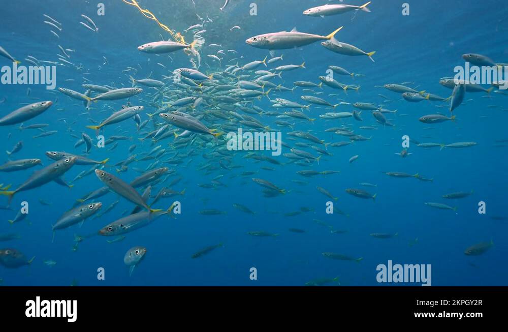 White cloud fish Stock Videos & Footage - HD and 4K Video Clips - Alamy