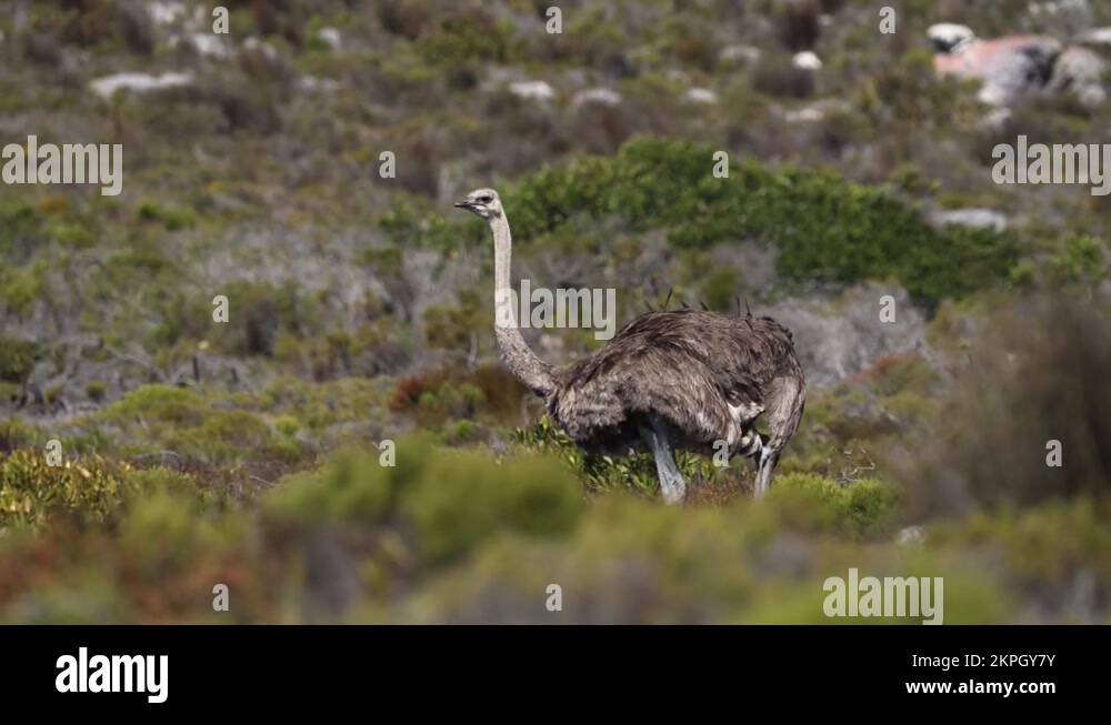 Cape point national park Stock Videos & Footage - HD and 4K Video Clips ...