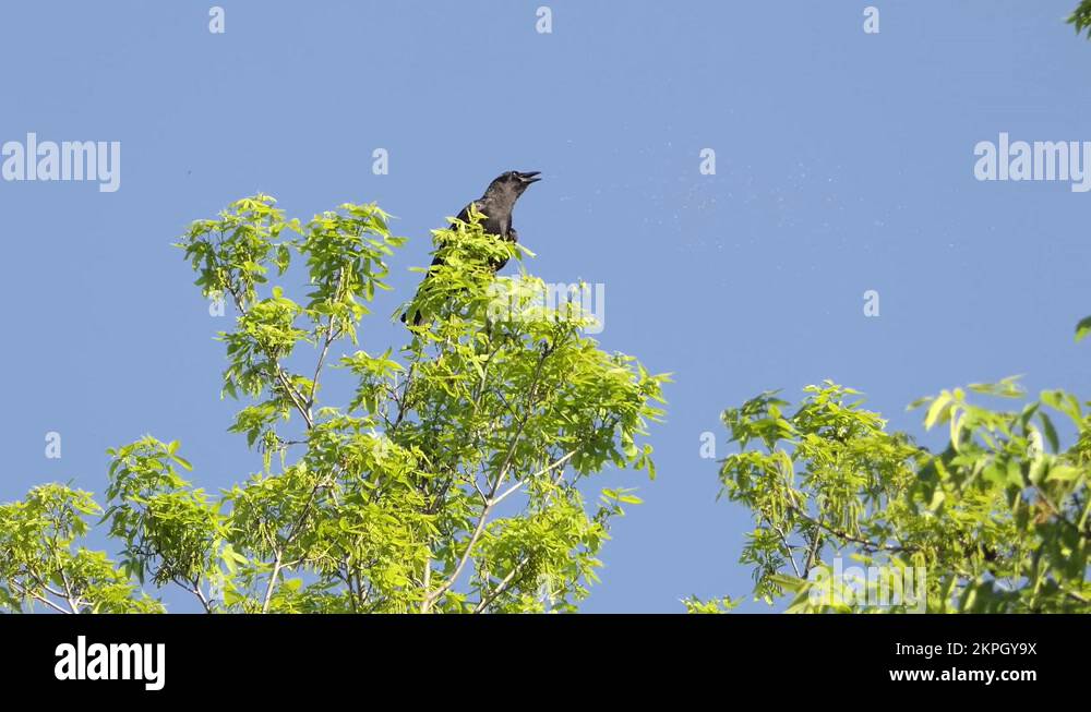 Raven tree insects Stock Videos & Footage - HD and 4K Video Clips - Alamy