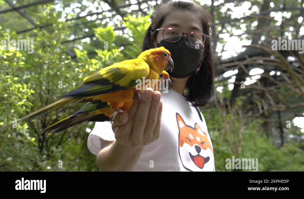 Chinese parrot Stock Videos & Footage - HD and 4K Video Clips - Alamy