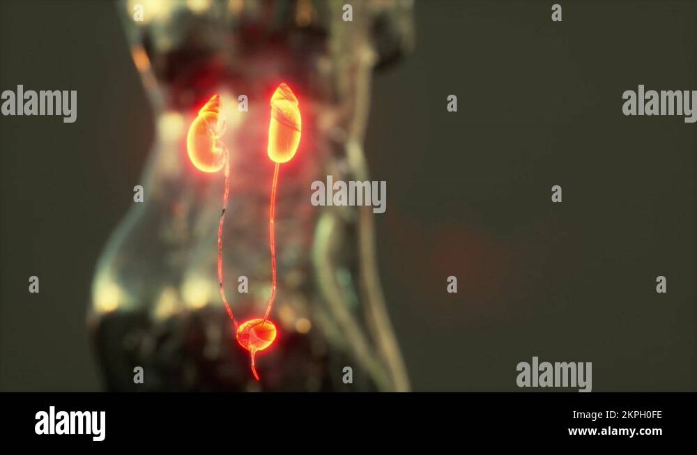 Human body medical diagram skeleton Stock Videos & Footage - HD and 4K ...