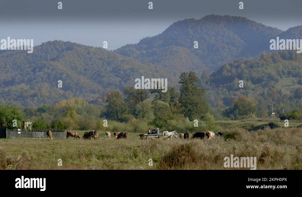 Gypsy wagons Stock Videos & Footage - HD and 4K Video Clips - Alamy