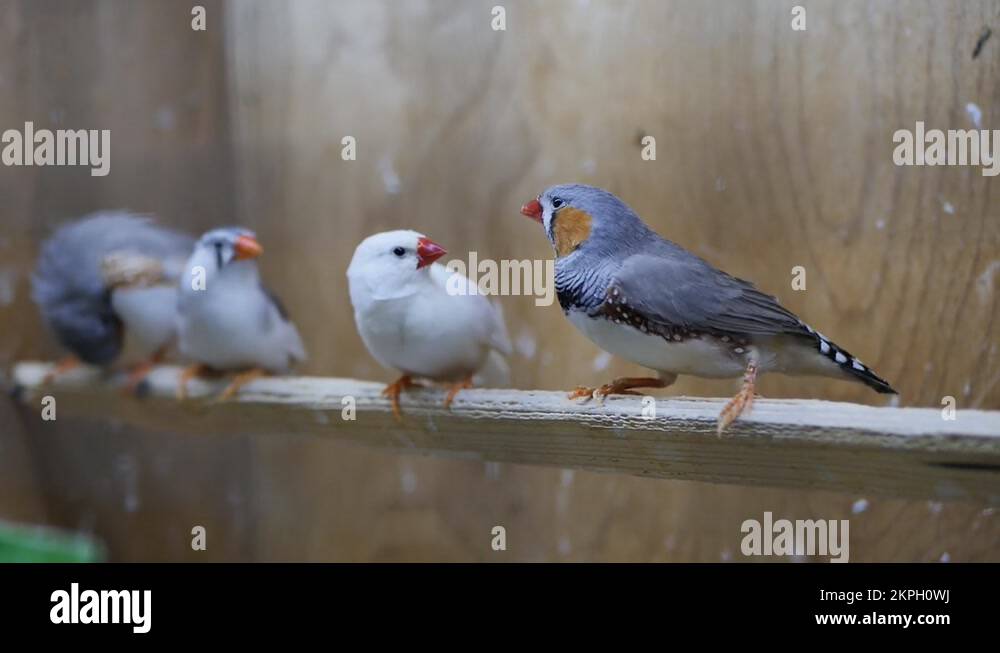 Lonchura domestica Stock Videos & Footage - HD and 4K Video Clips - Alamy