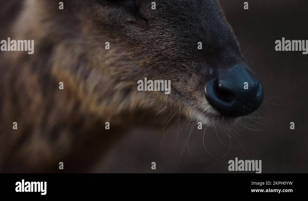 Reeve's muntjac taiwan Stock Videos & Footage - HD and 4K Video Clips ...