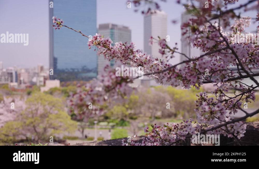 Cherry Blossom Trees In Plum Grove In Osaka Castle Park In Japan. Rack ...