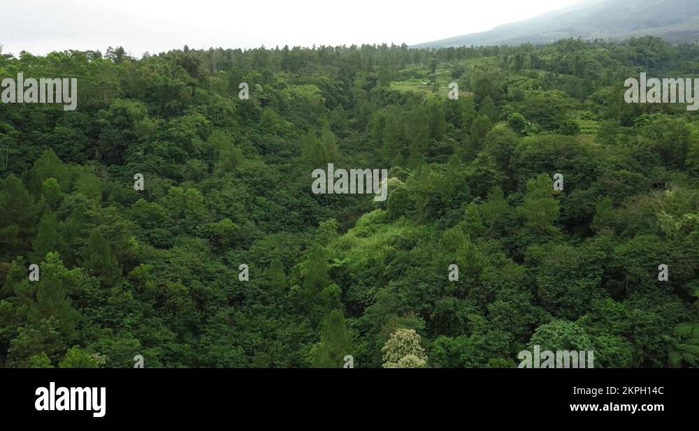 Forest path java Stock Videos & Footage - HD and 4K Video Clips - Alamy