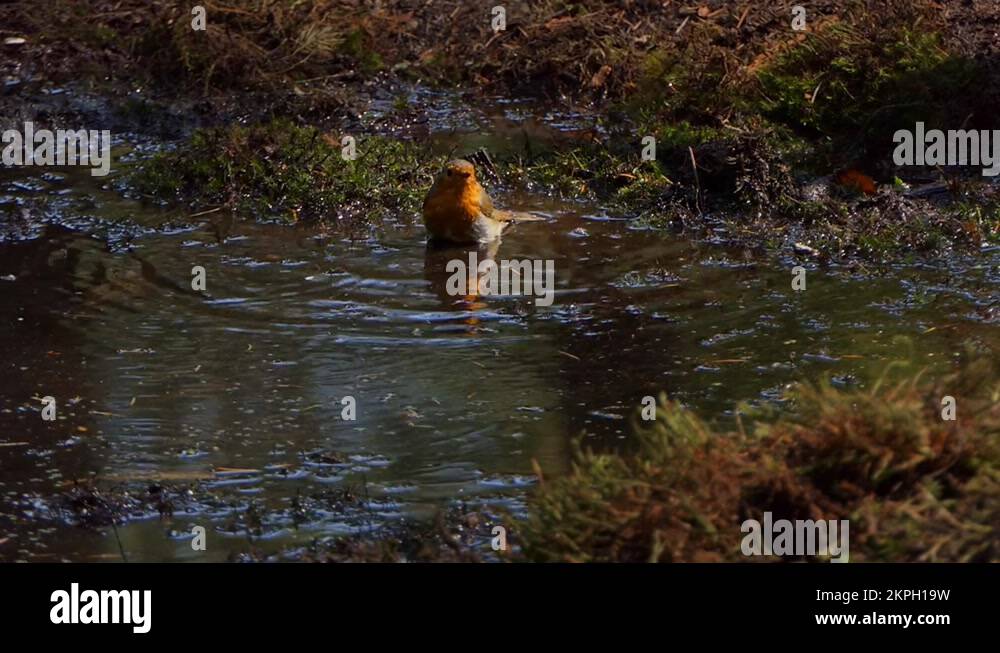 Robin bathing in a puddle in the sun. Water splashes around Stock Video ...