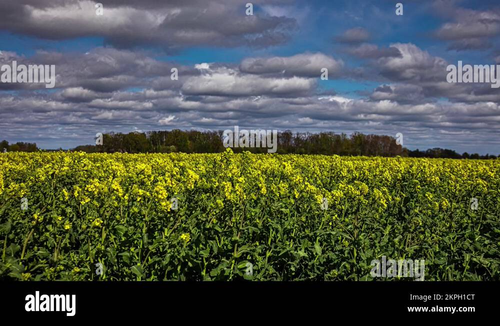 Agricultural crop blue flower flowers crops Stock Videos & Footage - HD ...