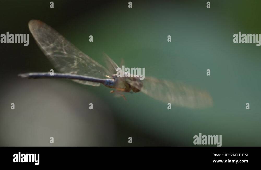 Backlit wings Stock Videos & Footage - HD and 4K Video Clips - Alamy