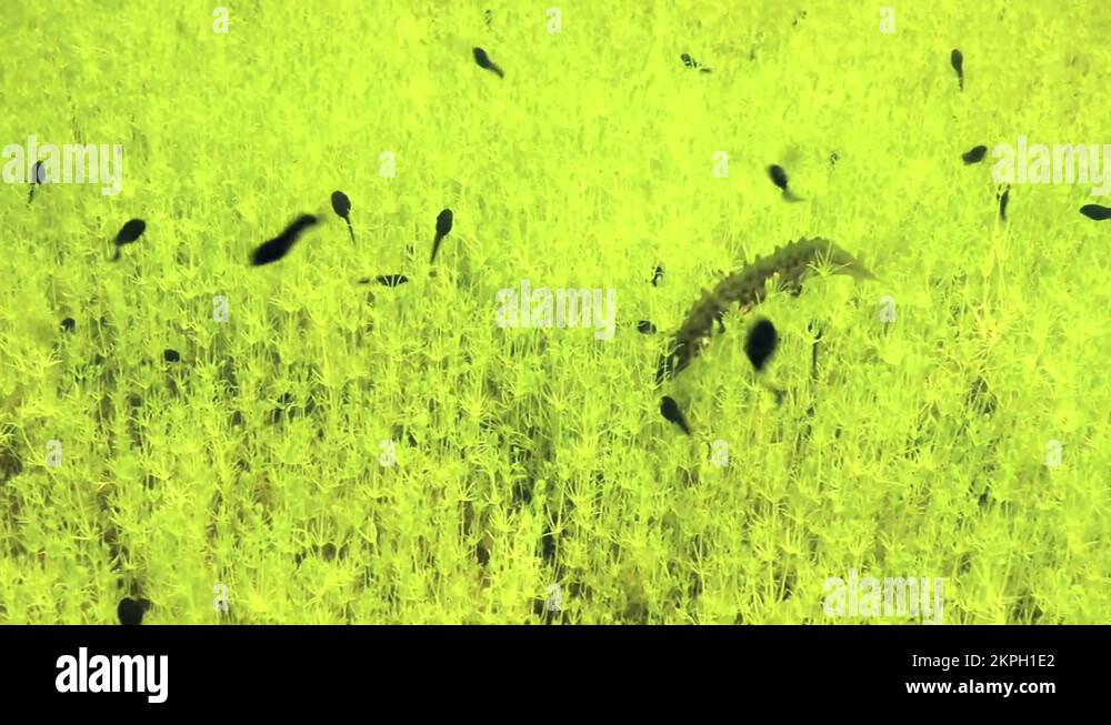 Male Smooth newt (Lissotriton vulgaris) kisses a tadpole at the bottom ...