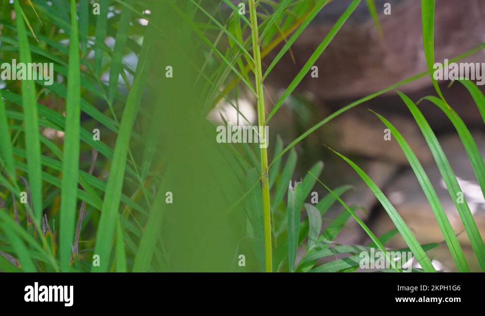 Tropical plant native flora Stock Videos & Footage - HD and 4K Video ...