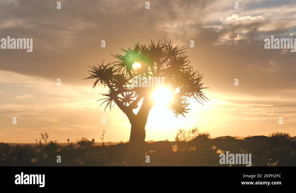 Sun pops through between branches of silhouette quiver tree - Sideways ...