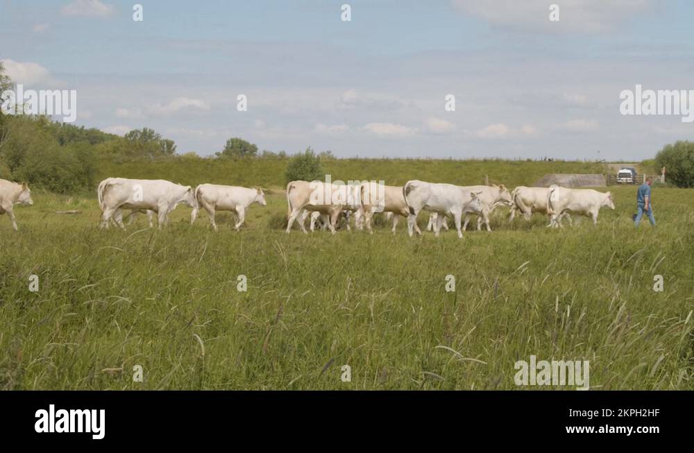 Herd of cows following a farmer in a green field - wide Stock Video ...