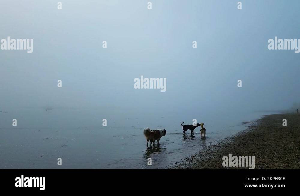 Animal exercise beach Stock Videos & Footage - HD and 4K Video Clips ...