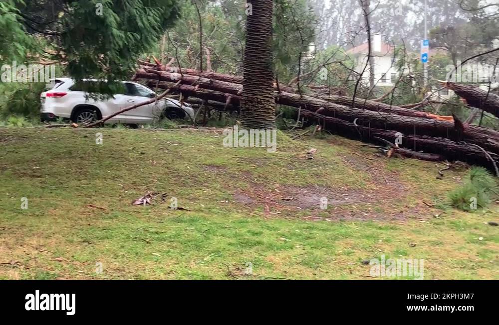 Car tree crash Stock Videos & Footage - HD and 4K Video Clips - Alamy