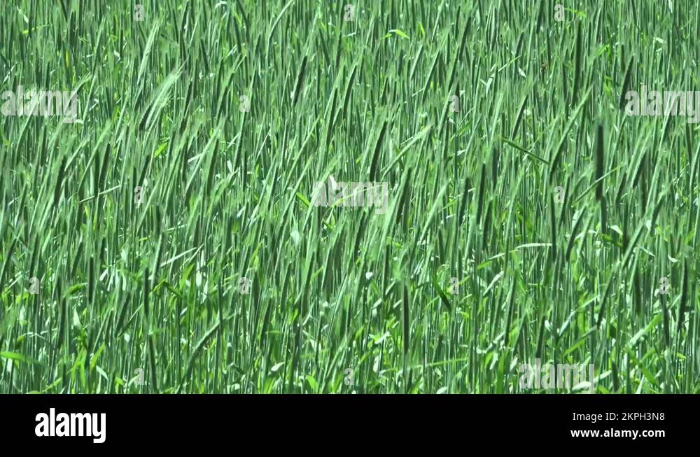 The green wheatfield Stock Videos & Footage - HD and 4K Video Clips - Alamy