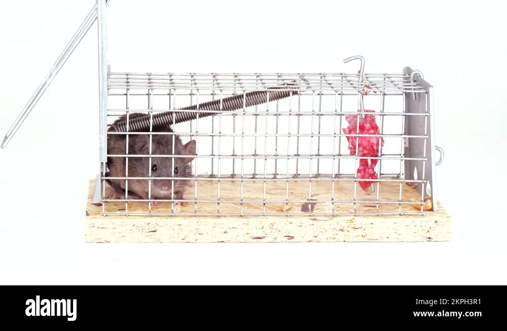 Cute little house mouse caught in live capture mouse trap Stock Video ...